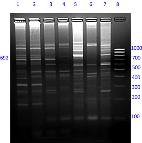 congratulations the png image has been downloaded amplification of