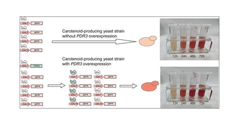 Transcription Factor Pdr3p Promotes Carotenoid Biosynthesis By Activating Gal Promoters In