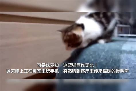 猫咪在客厅发出惨叫，主人跑过去一看，马上就不想救它了猫咪主人客厅