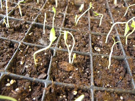 Germinating Tomato Seeds Indoor Seed Starting Farm To Jar Food Seed