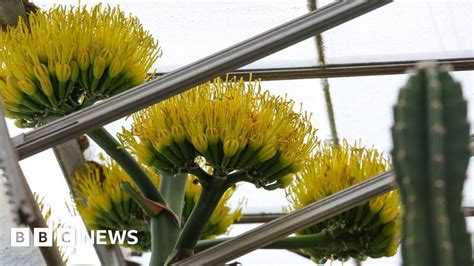 Giant Plant Flowers For First Time In 25 Years Bbc News
