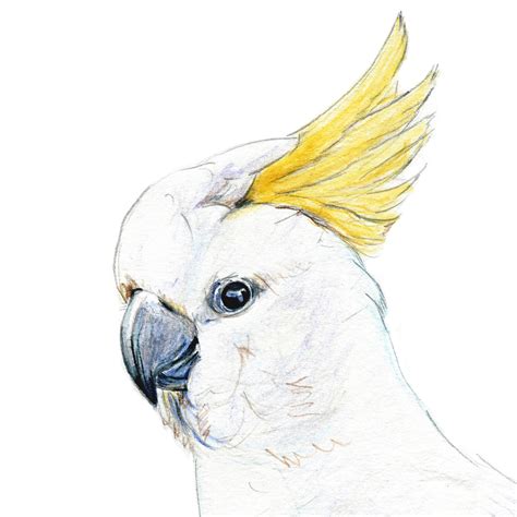 Philippine Cockatoo Drawing