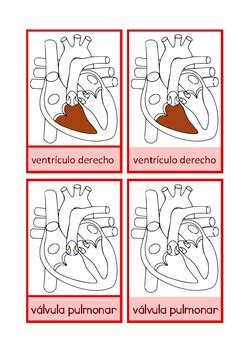 Nomenclature Cards Heart Spanish By Irene Balmer Tpt