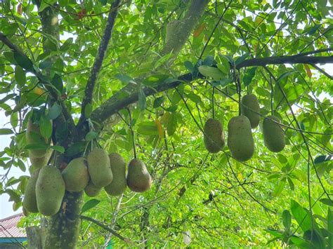 Premium Photo Cempedak Artocarpus Integer Exotic Fruit Similar To