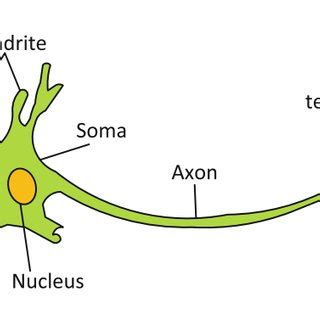 2 Generating Action Potential Of A LIF Neuron 36 Download Scientific Diagram