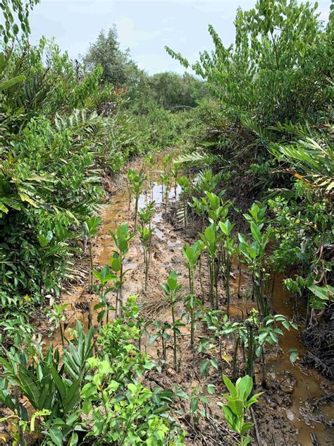 Preserving A Mangrove Haven The Star