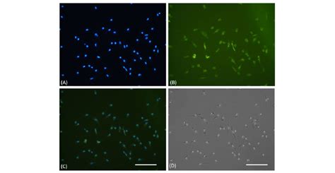 Immunofluorescence Characterization Of Cultured Epcs A Dapi Staining