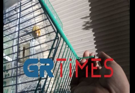 Θεσσαλονίκη Στήθηκε ολόκληρη επιχείρηση για να σωθεί αυτό το καναρίνι