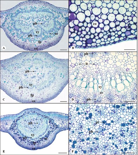 Leaf Midrib In Crosssections A B Ficus Cyclophylla ~araujo 5 ~a Download Scientific