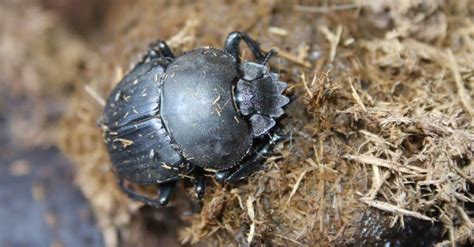 Dung Beetle A Z Animals