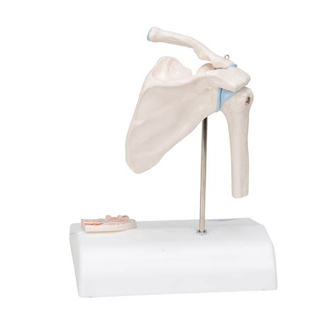 Mini Shoulder Joint Model With Cross Section A86 1 1000172