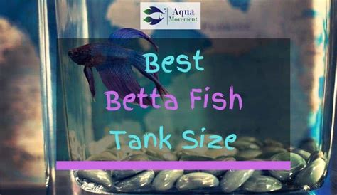 What Is The Best Betta Fish Tank Size Aqua Movement