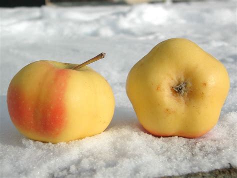 Guide Des Pommes Guide Of Apples Api Toil Pomme Nourriture