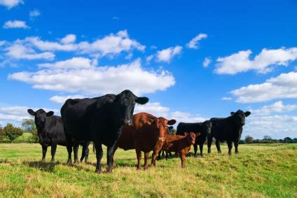What Is The Difference Between Grass Fed Beef And Organic Beef Topline Foods