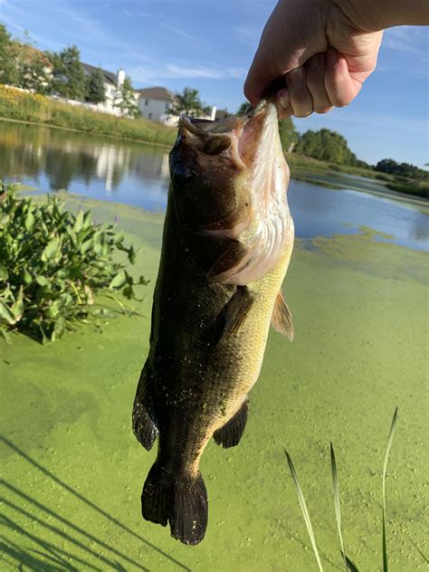 Just Caught My Pb Largemouth Rfishing