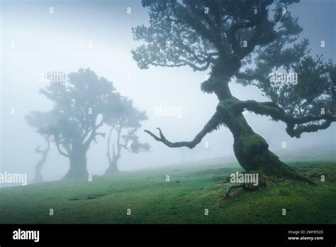 Misty Laurel Forest Tree Fanal Magical Madeira Island Scene Stock