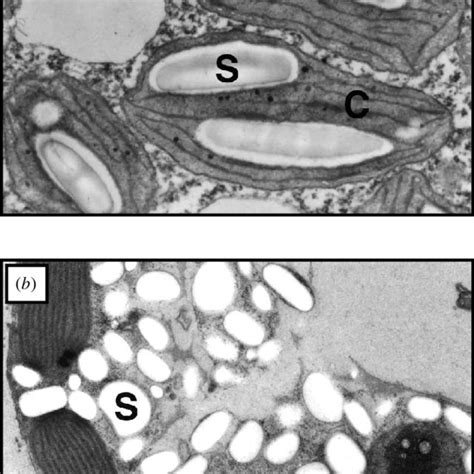 Pathways And Compartmentalization Of Glycogen Or Starch Synthesis In