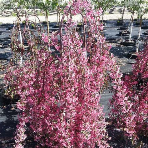 Trembling Aspen Foothills Nurseries