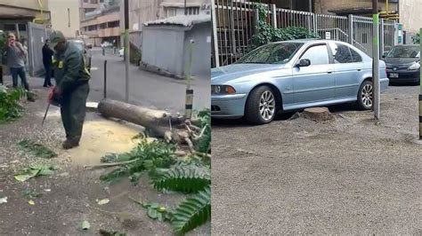 Սակուրա՞ ո՛չ ավտոտնակ Երևանի կենտրոնում էլի ծառ են կտրել Youtube