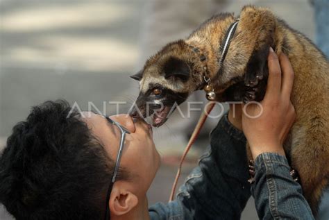 Komunitas Musang Antara Foto