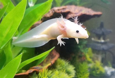 A GAMER S WIFE Axolotl Care Sheet Housing Feeding And Tank Mates