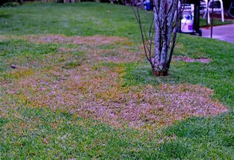What To Do About Large Patch Fungus In Your Yard