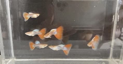 「圓爸養魚」《純品係 》天空藍白子孔雀魚 出紅、緞帶、模型11飼料、一對100 「公母」，不挑魚，買五對送一對 露天市集 全