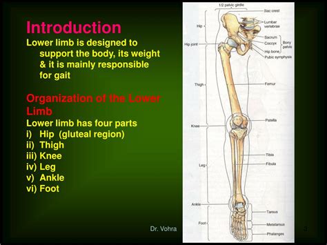 Ppt Arteries Veins Of Lower Limb Powerpoint Presentat Vrogue Co