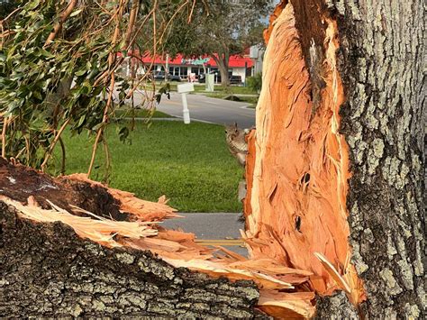 Josh Benson On Twitter WHAT S THIS Squirrel Inspecting The Damage In