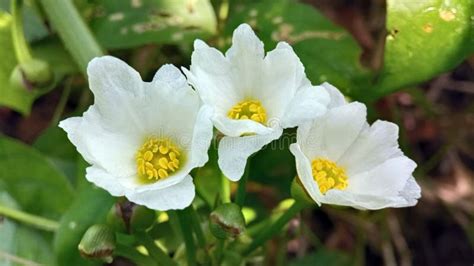 Echinodorus Macrophyllus Also Known As Amazon Sword Stock Image Image Of Gardening Amazon