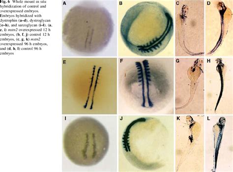 Whole Mount In Situ Hybridization Of Control And Overexpressed Embryos