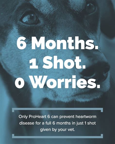 River Landings Animal Clinic Home Facebook