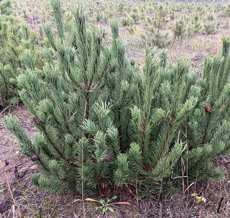 Как вырастить сосну горную из семян ЖЁЛУДИ Дзен