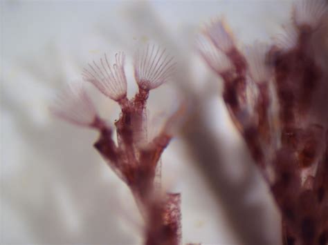 Microscopic Red Algae
