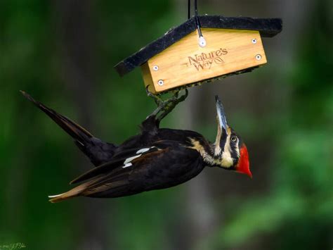 What Do Woodpeckers Eat 7 Foods To Attract Them Birdwatching Buzz