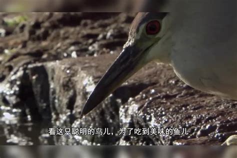 这么聪明的鱼你见过吗？小鱼刚探出头，还没反应过来就被一口吞掉