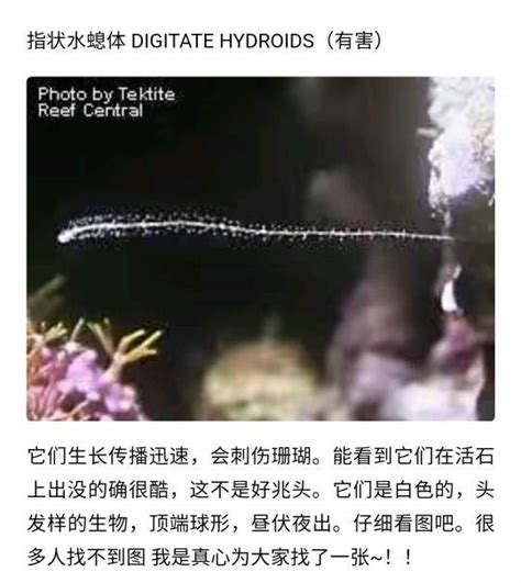 海缸里的一种虫子 不知道怎么消灭它们 初学者 Cmf海水论坛 Powered By Discuz