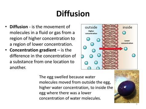 PPT Passive Transport Diffusion And Osmosis PowerPoint Presentation ID