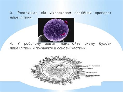 Презентація на тему Статеве розмноження Презентація Біологія