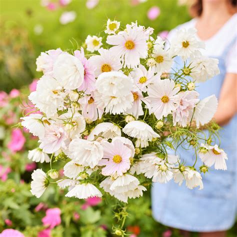 Cosmos Seeds Cupcake Blush Flower Seeds In Packets And Bulk Eden
