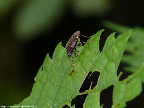 Shield Bug S Insects Nature