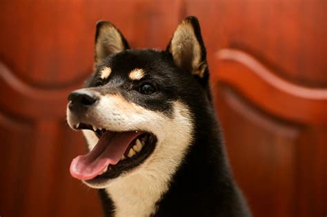 시바 Inu 컬러 블랙 앤 탄입니다 강아지 Inu 시바입니다 6 개월 된 개 앉아 가축에 대한 스톡 사진 및 기타 이미지