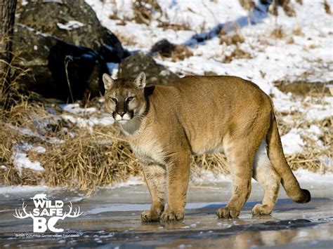 Women Cougar And Kittens