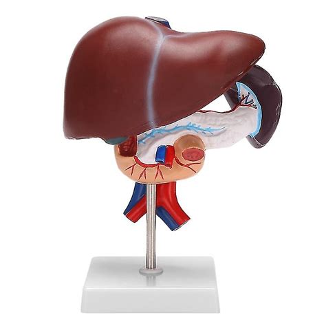Human Liver Pancreas Duodenum Anatomical Anatomy Model Model Life Size Structure Model Of