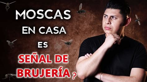 Señales de Brujería Moscas en tu Casa El simbolismo de las moscas en