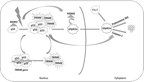 Frontiers Trim8 Blunts The Pro Proliferative Action Of Δnp63α In A