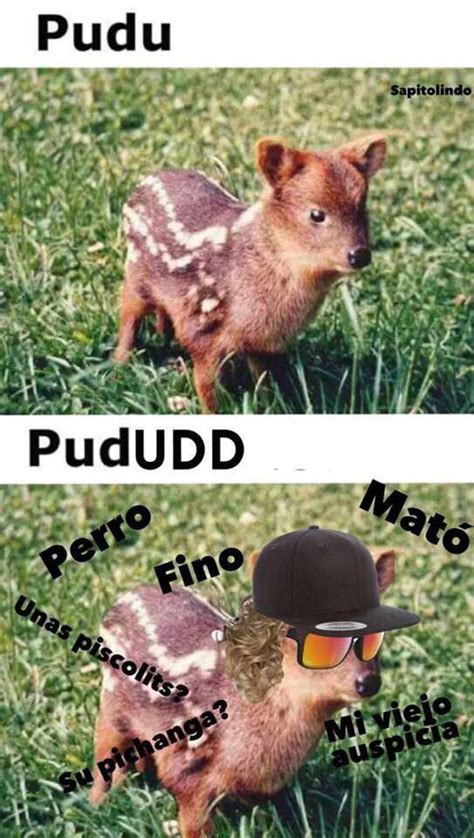 Cute Pudu R Chile