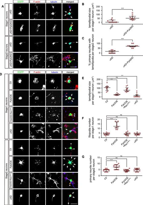Alpha Protocadherins And Pyk2 Kinase Regulate Cortical Neuron Migration