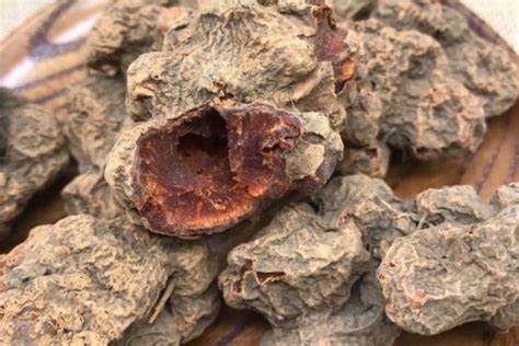 朱砂莲全草图片