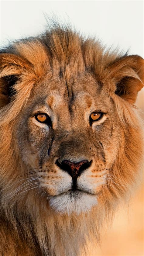 22 Gambar Singa Keren Buat Wallpaper Iphone Dan Android 4k